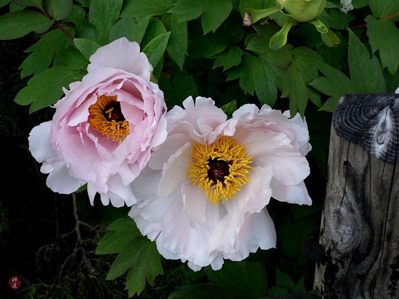 FROM THE GARDEN OF ZEN: Botan (peony) flowers in Kencho-ji temple