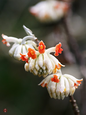 FROM THE GARDEN OF ZEN: Aka-mitsumata flowers in Engaku-ji temple