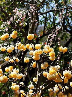 FROM THE GARDEN OF ZEN: Mitsumata (Edgeworthia chrysantha） flowers in ...