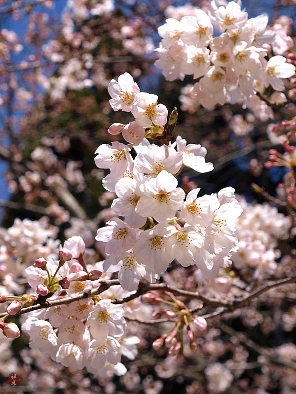 FROM THE GARDEN OF ZEN: Sakura blossoms in Kencho-ji temple