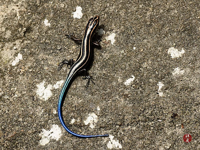FROM THE GARDEN OF ZEN: An infant "Nihon-tokage" lizard in Kencho-ji temple