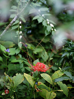 FROM THE GARDEN OF ZEN: A Higan-bana (Lycoris radiata) flower in Engaku ...