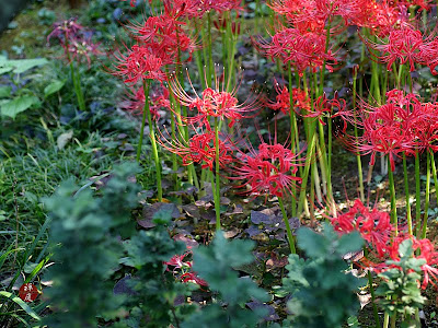 FROM THE GARDEN OF ZEN: Higan-bana (Lycoris radiata) flower in Tokei-ji ...