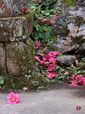 FROM THE GARDEN OF ZEN: Fallen Tsubaki flowers near Kencho-ji temple