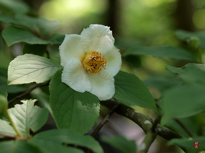 FROM THE GARDEN OF ZEN: A Natsu-tsubaki (Stewartia pseudocamellia ...