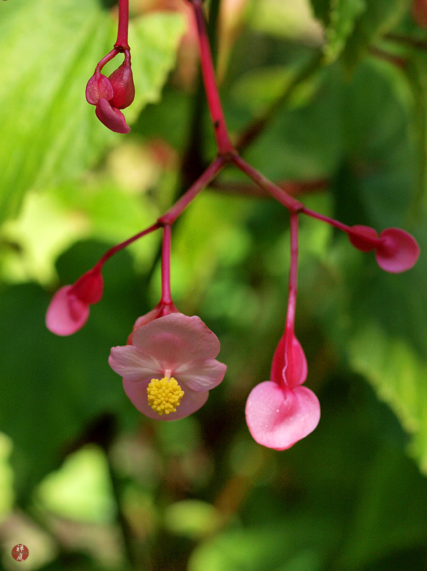 FROM THE GARDEN OF ZEN: Shukaido (Hardy begonia) flowers in Jochi-ji
