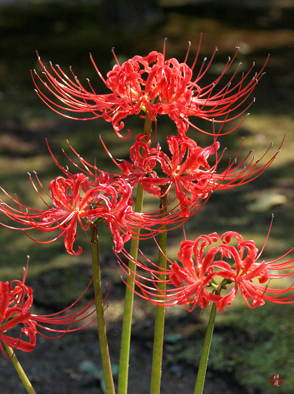 FROM THE GARDEN OF ZEN: Higan-bana (Lycoris radiata) flowers in Engaku-ji