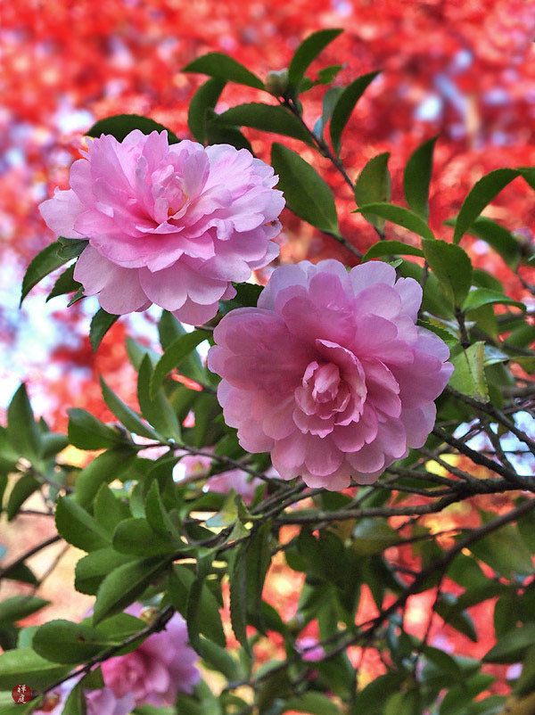 FROM THE GARDEN OF ZEN: Sazanka (Camellia sasanqua) flowers in Genji ...