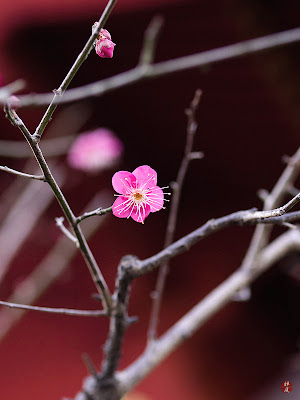 FROM THE GARDEN OF ZEN: A red Ume (Japanese apricot) flower in ...