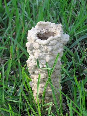 Bennie's Reflections: Crawdads, Crayfish – Mudbugs and Southern Living