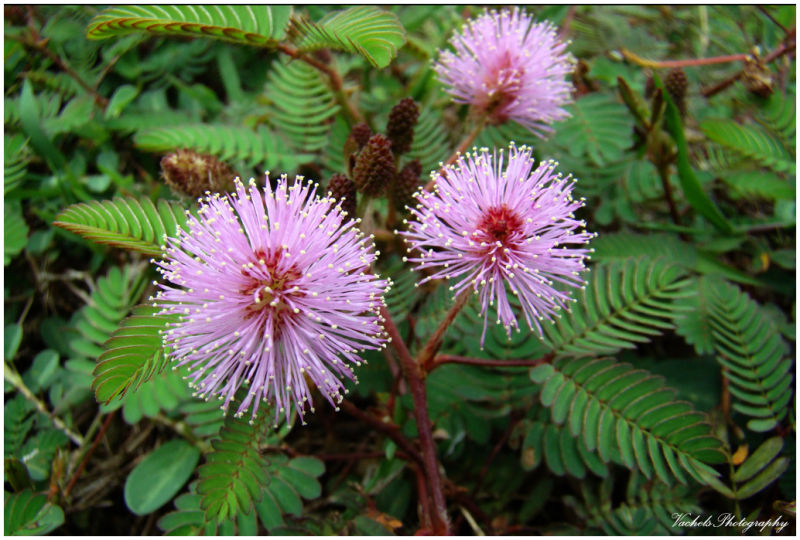 iBu gUru................... masih di sini...........: POKOK SEMALU