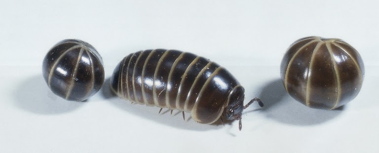 The Sweeting Spot: A roly poly problem