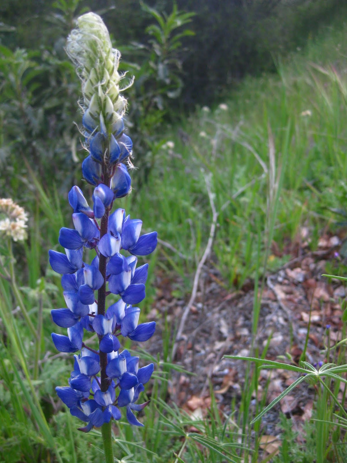 Arvin, CA and Sequoia, Winter Wonderland - Day 1 - April 2010