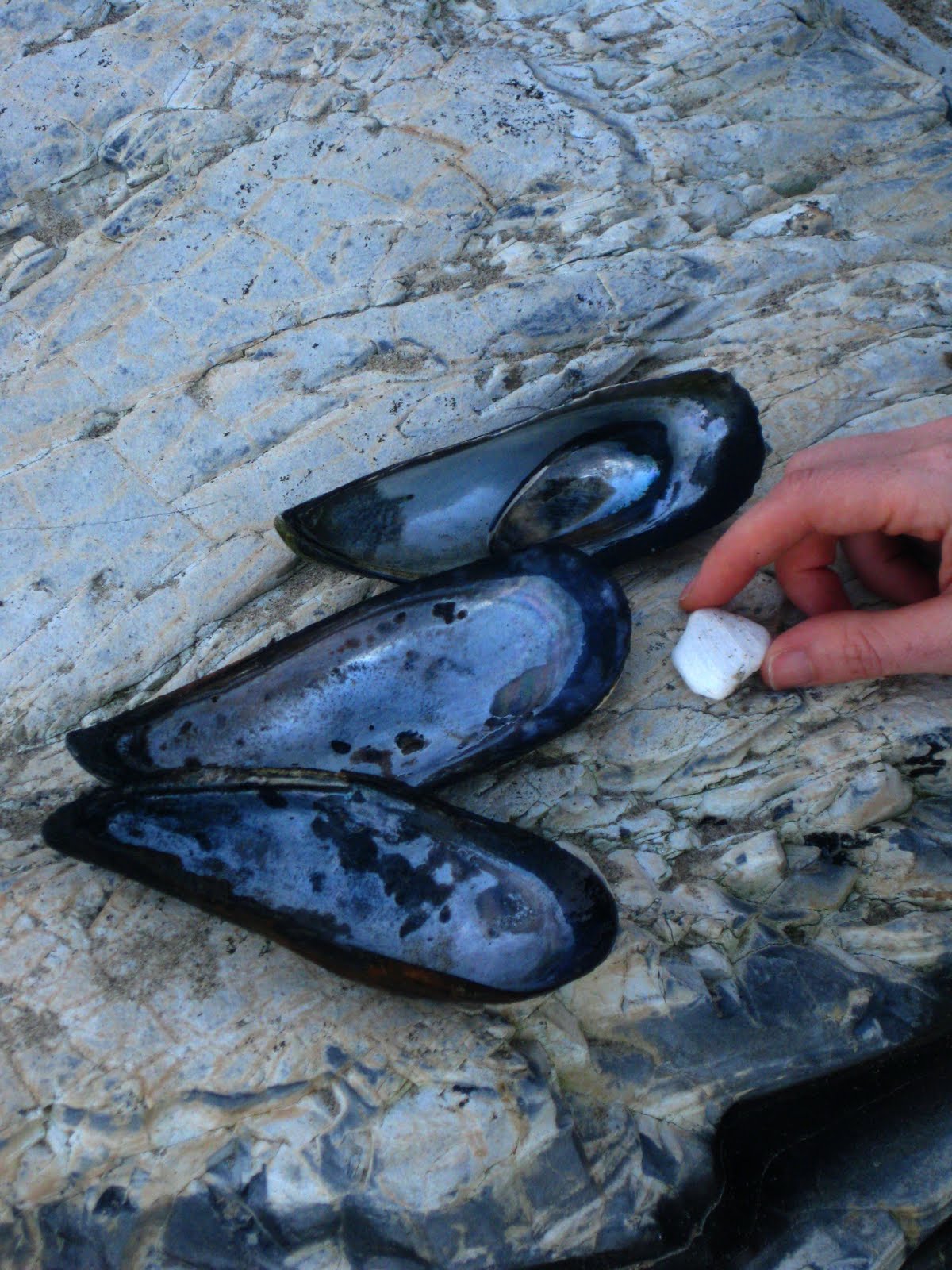 Point Dume (Dume Cove) Tide Pools - September 2010