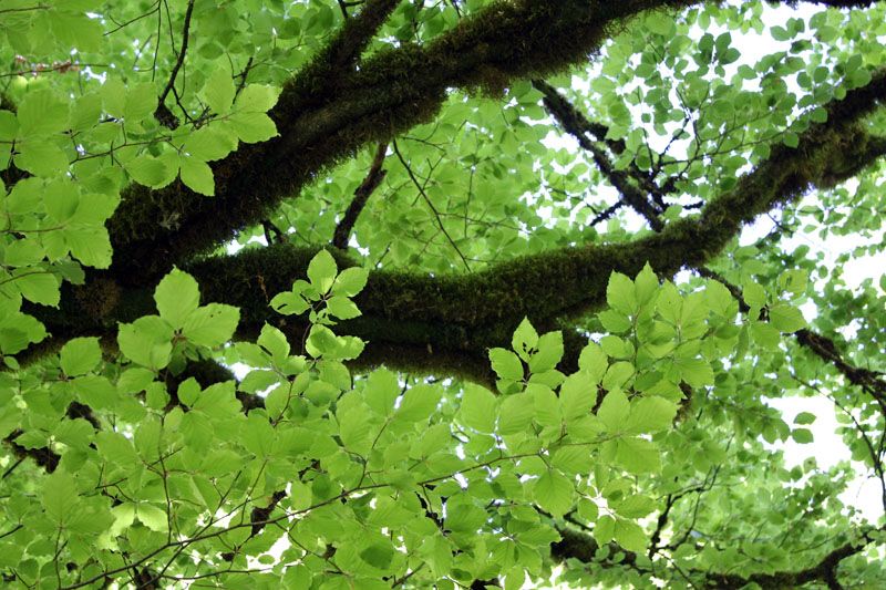 Arbolesmonumentales: Hayedo de Irati