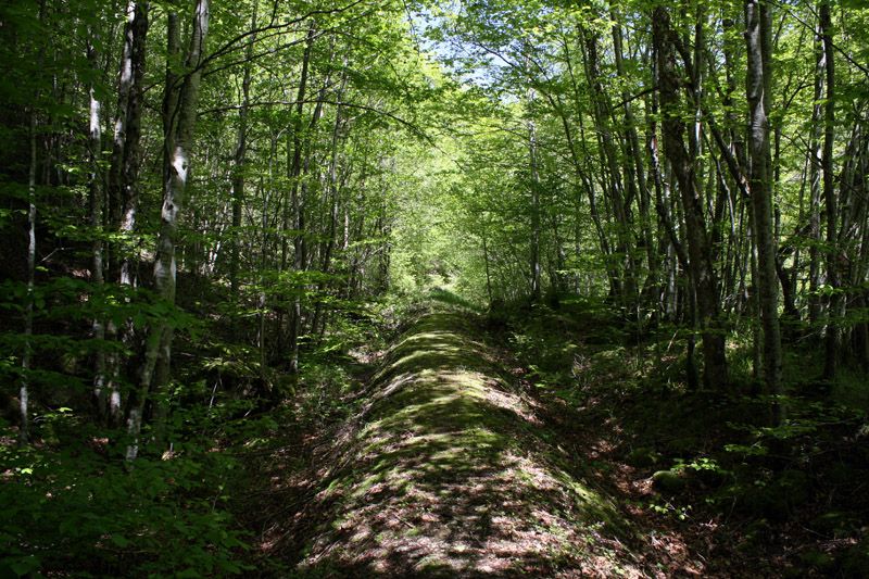 Arbolesmonumentales: Hayedo de Irati