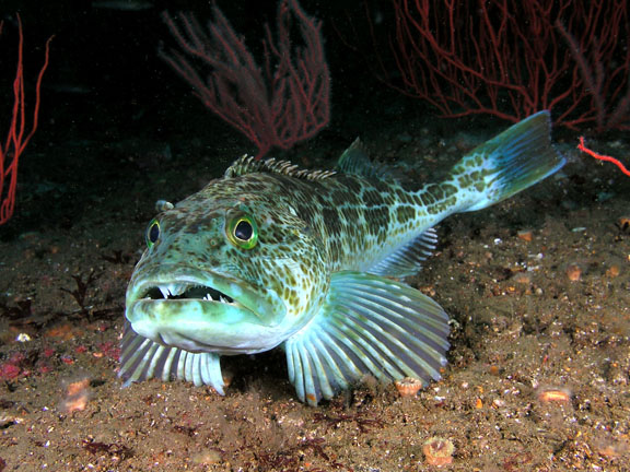 Photo Scanner: Ling Cod