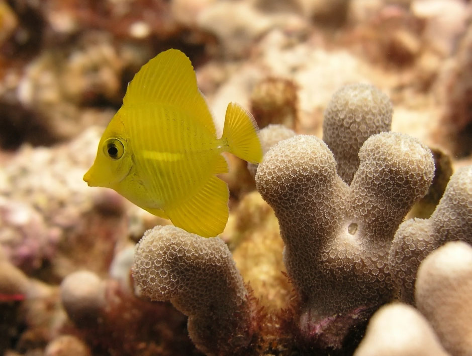 Seed Fish – Mother Jones