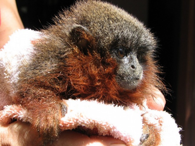 The Biology Blog: New Titi Monkey Species Discovered In Amazon