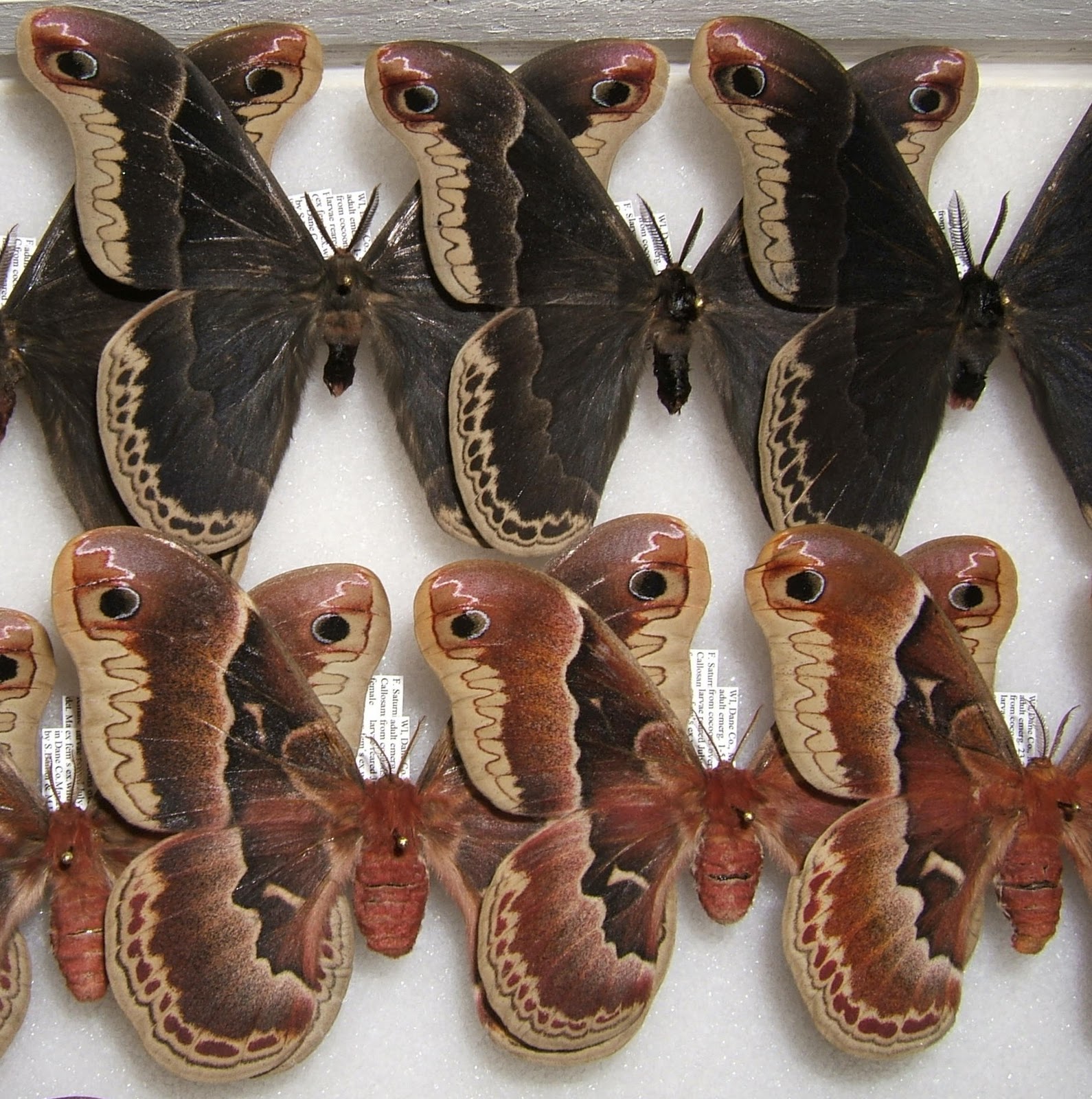 Insect Collecting, Rearing & Natural History: Promethea moth rearing ...