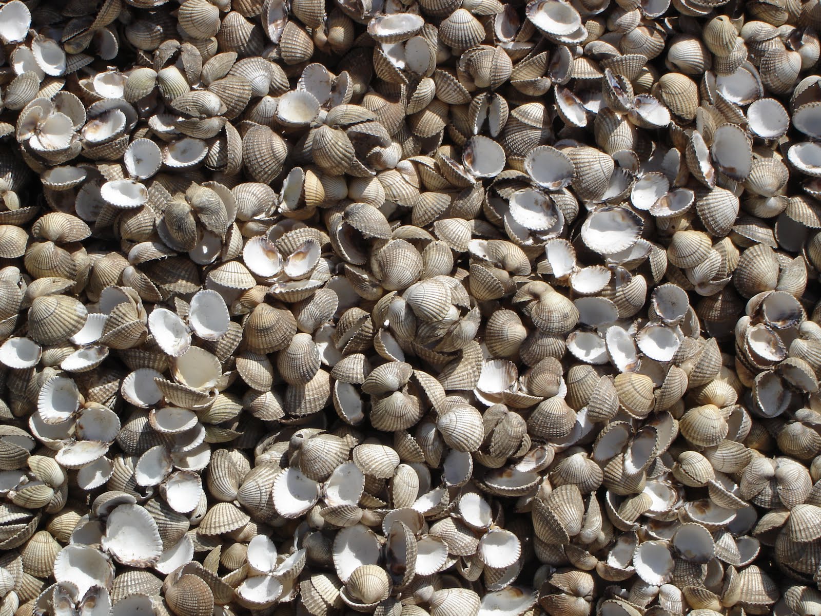 Down on the Allotment: Tourist in my Own Town - Southend on Sea