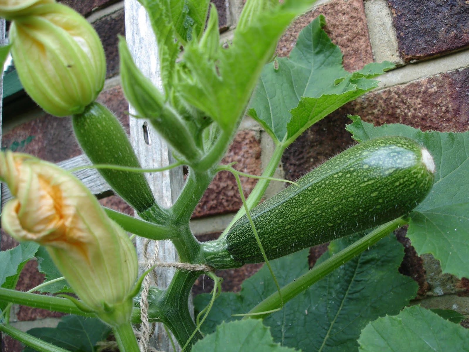 Down on the Allotment: Matron's 2010 Dogblog!