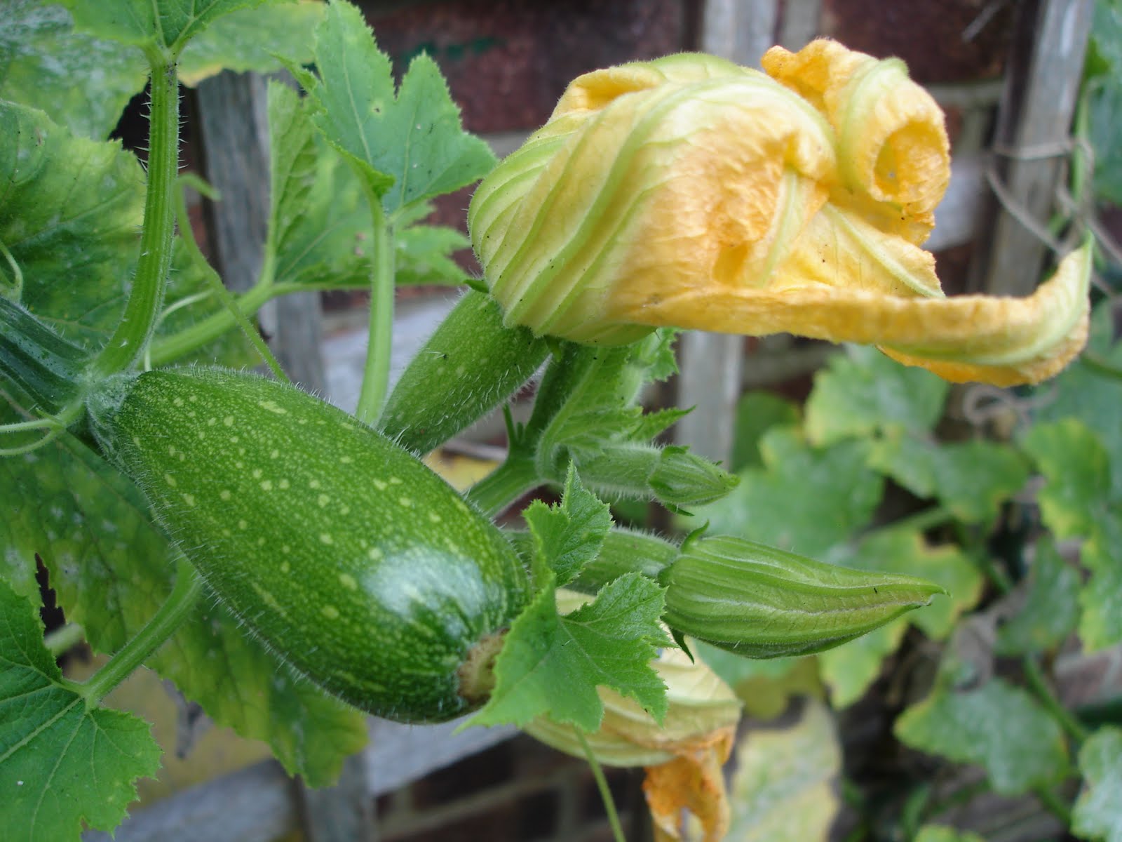 Down on the Allotment: Autumn Harvest