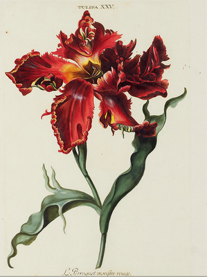 BOOKTRYST: A Rose By Any Other Name...Might Be Extinct