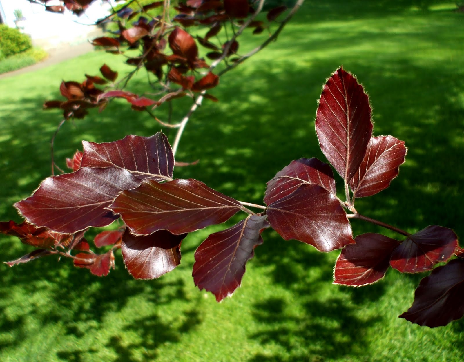 A Rose in the Garden: After The Rain