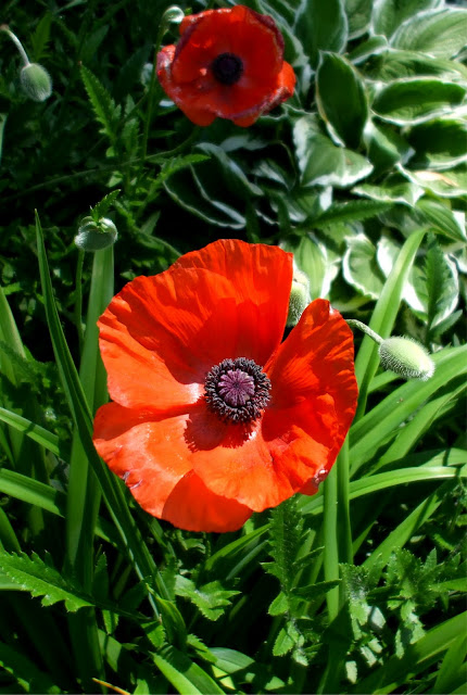 A Rose in the Garden: My Poppy Patch - Memorial Day