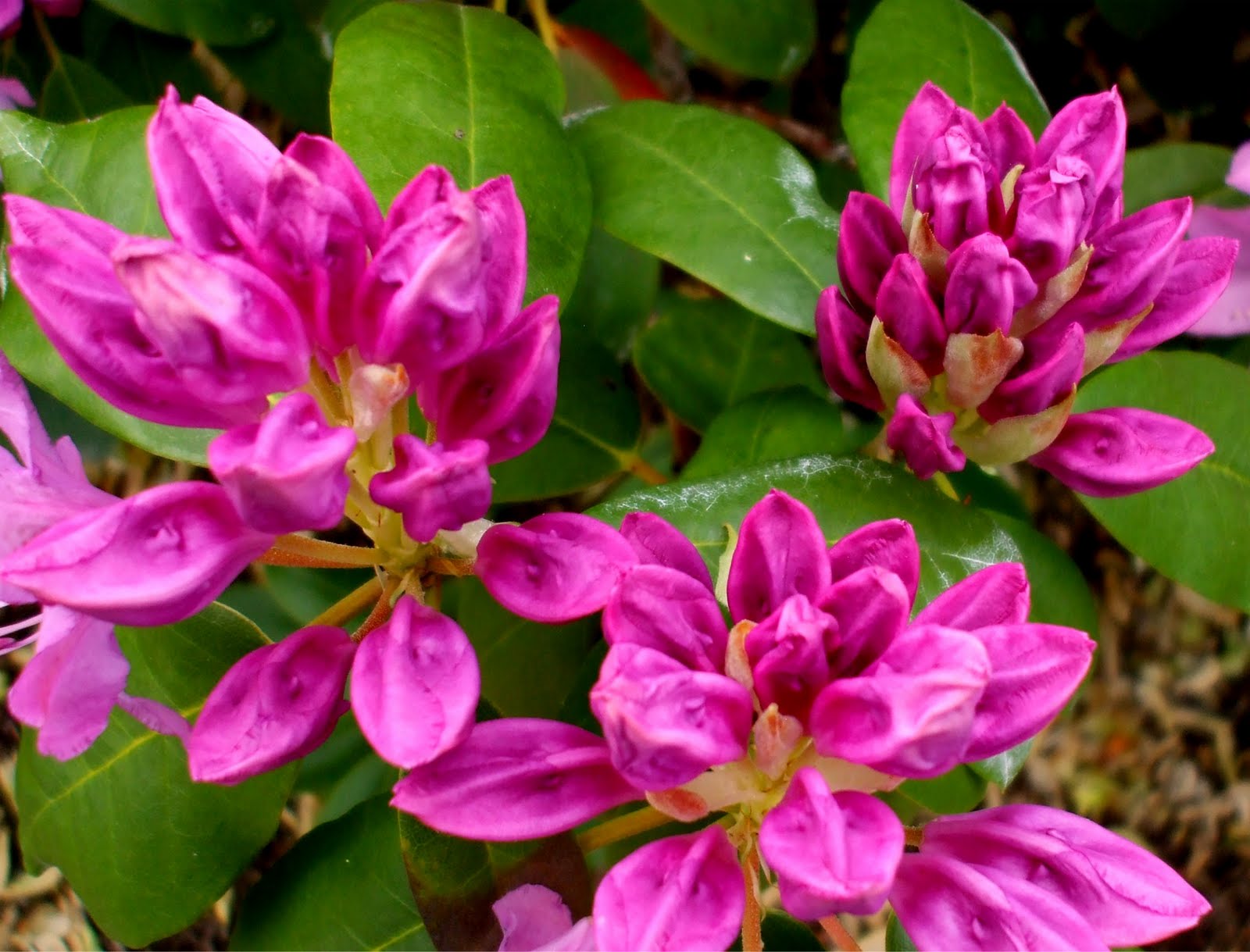A Rose in the Garden: Rhodies