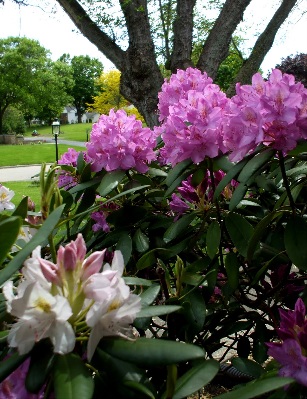 A Rose in the Garden: Rhodies