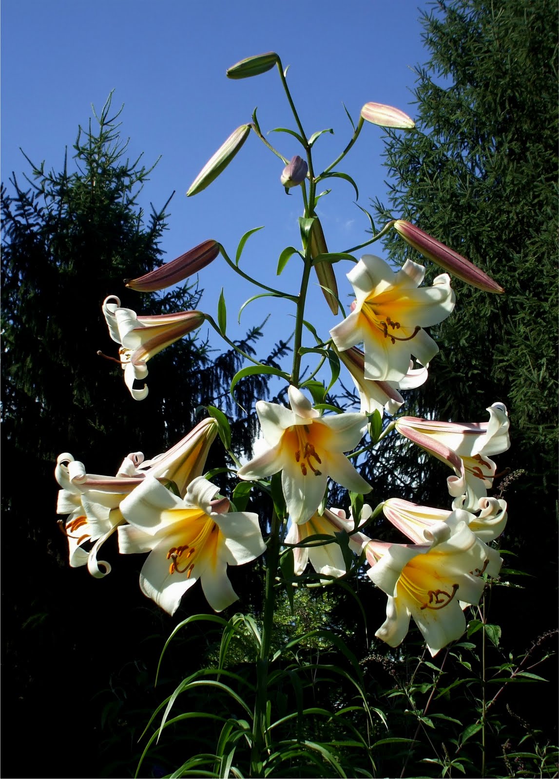 A Rose in the Garden: Trumpet Lily