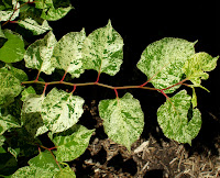 A Rose in the Garden: Daylilies, Daisies and other Delights