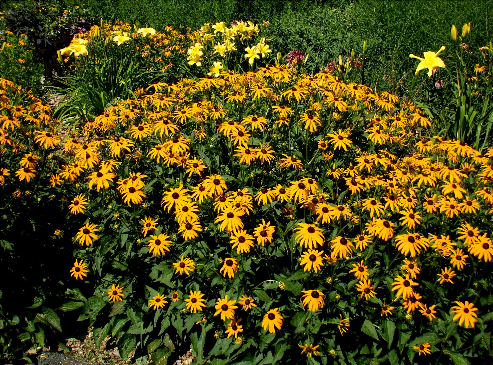 A Rose in the Garden: Rudbeckia Rules