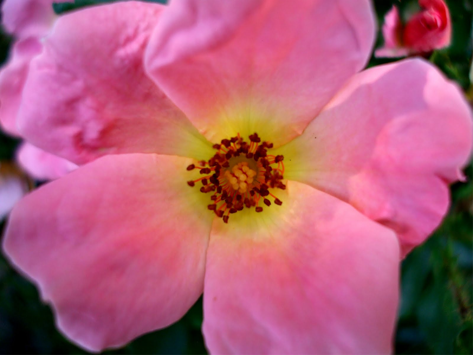 A Rose in the Garden: Where Have All the Flowers Gone?