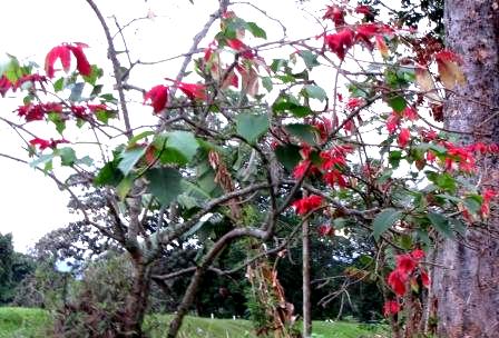 Tanzania 2010-2011: Christmas Trees -- Merry Christmas!