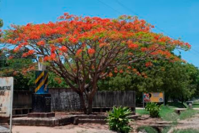 Tanzania 2010-2011: Christmas Trees -- Merry Christmas!