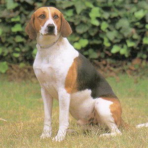 Hound Group: Harrier Dog Breed