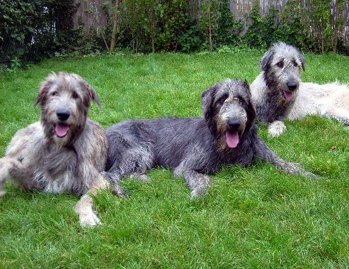 Hound Group: Irish Wolfhound