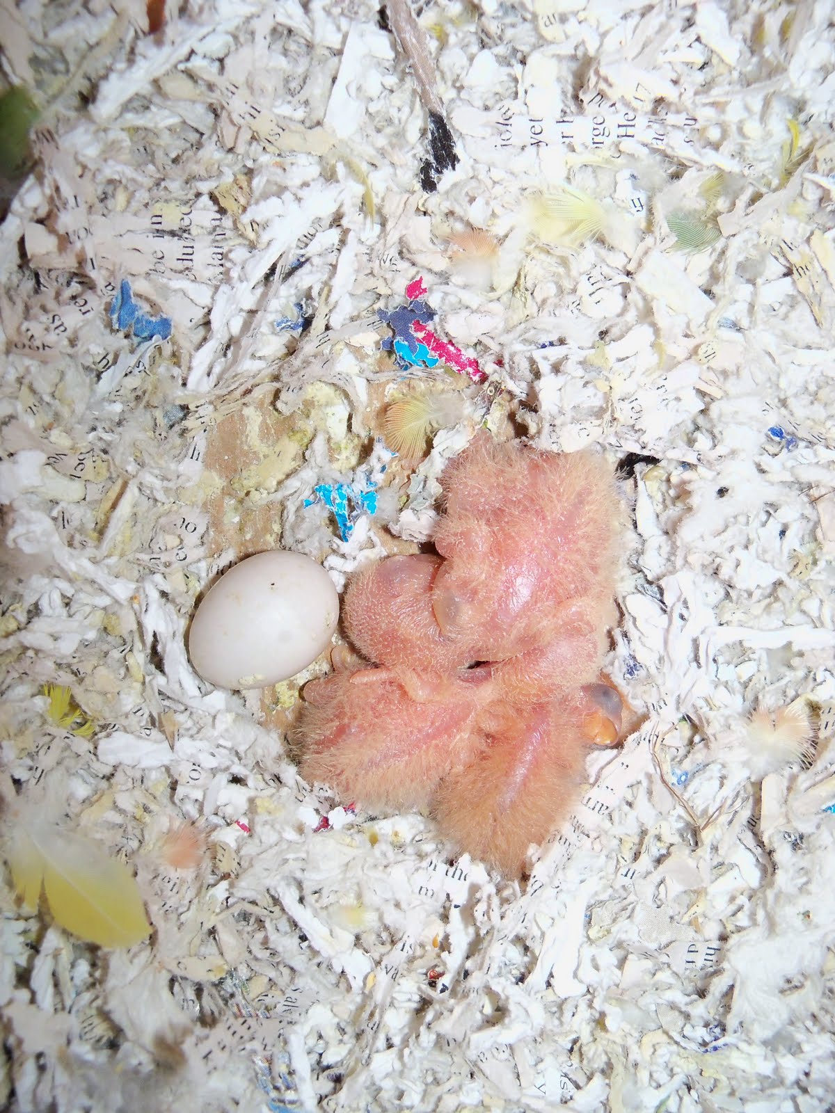 WAHMOF6: Baby Love Birds Hatching
