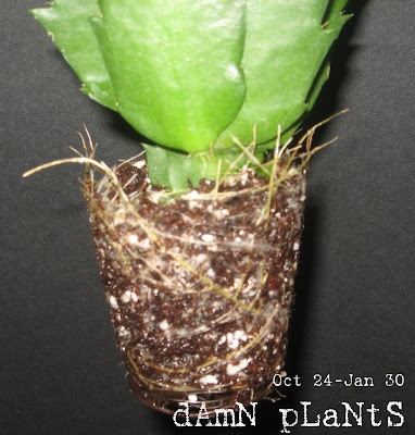 dAmN pLaNtS: Rooting Thanksgiving Cactus & Cupped African Violet