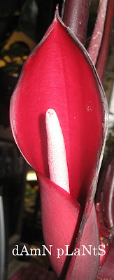 dAmN pLaNtS: Bloomin' Away Philo, Azalea & Lipstick.