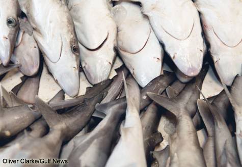 RTSea Blog: observations on oceans, sharks and nature: Sharks in the ...