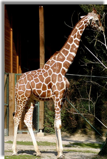 Zvířata a příroda: základní informace o žirafách