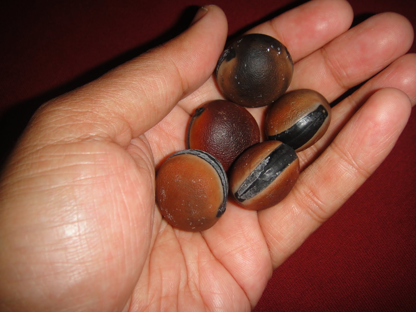 Beachcomber on Saipan: Sojourning Seeds