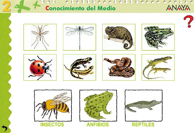 Primer Ciclo Carretería: Insectos, anfibios y reptiles