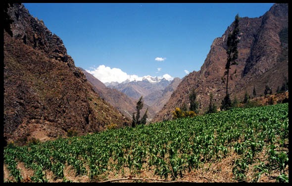The Supreme Plate: National Cocoa Day