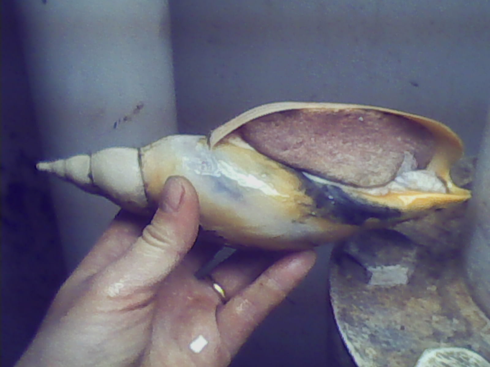 El Mar Argentino-Maffeis Oscar: Moluscos Marinos, Caracolas, Conchas de Mar