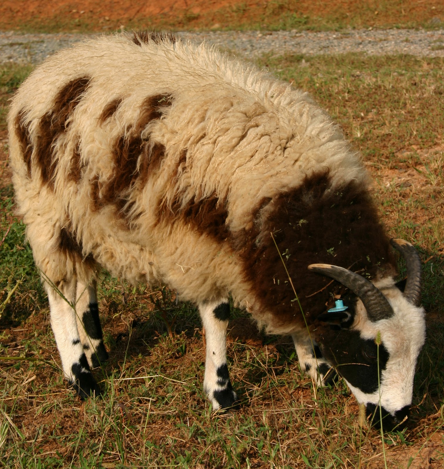 FarmGirl Arts: Jacob Sheep Sculpture: Christmas commission